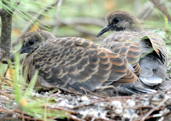 음성군청에 둥지 튼 '맷비둘기 가족' 화제